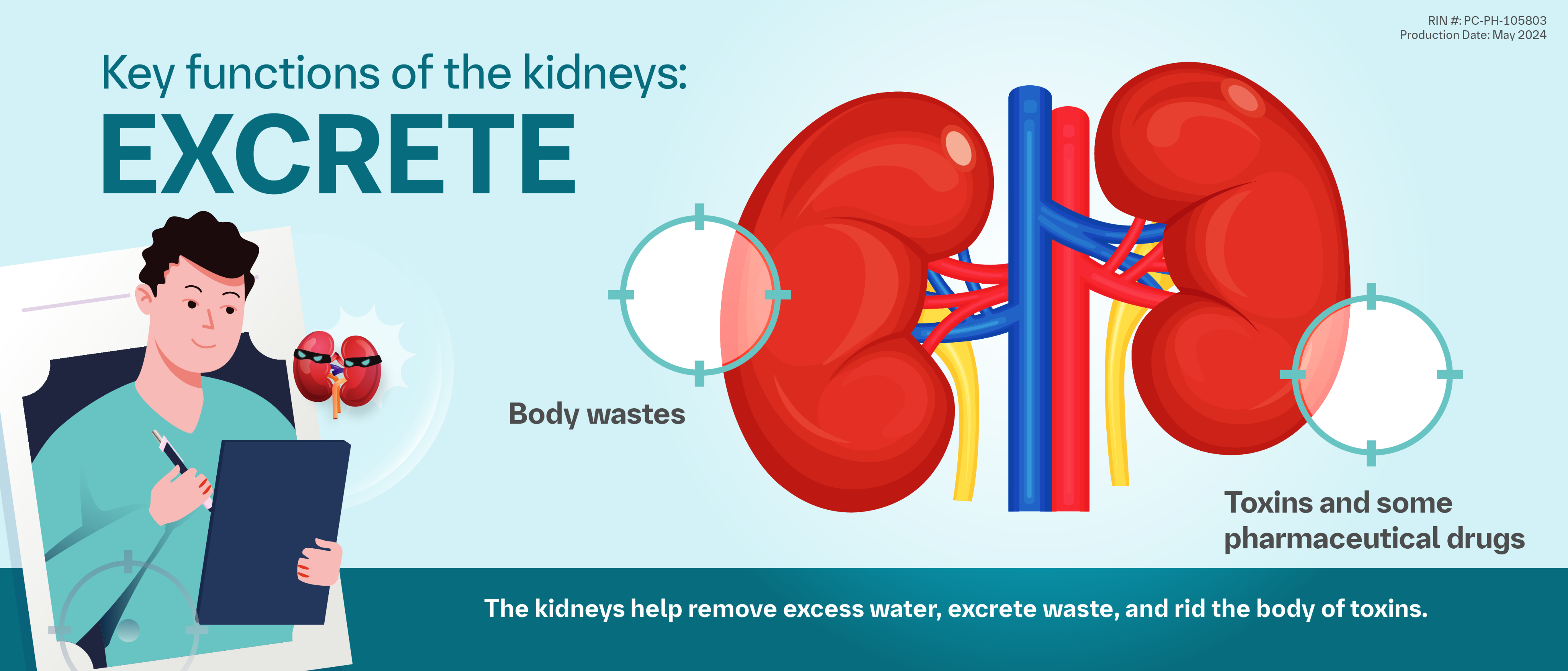 How Kidneys Work? | It starts with you