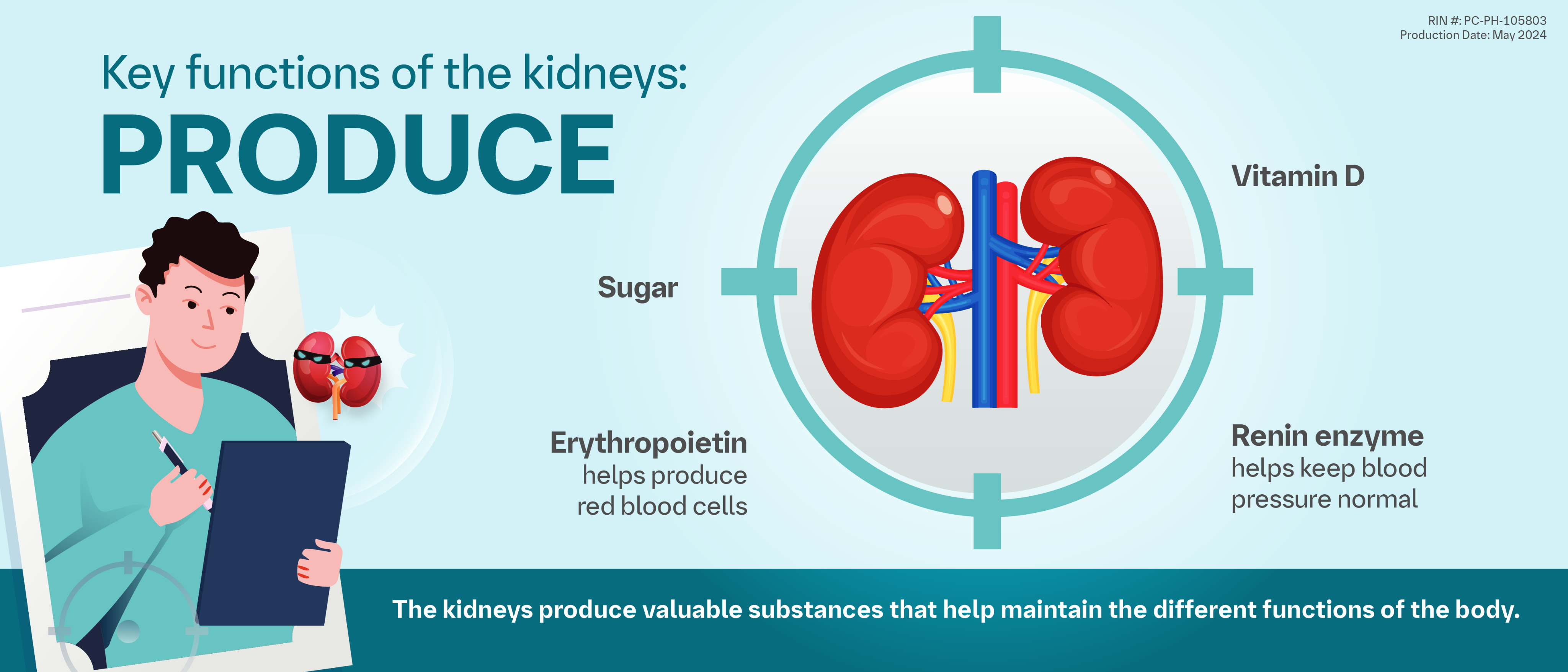 How Kidneys Work? | It starts with you